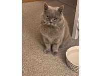 Bluebell Veterinary Surgery, Southampton | Vets - Yell