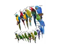 Feather Fields Haven Parrot Sanctuary, Frinton-On-Sea | Animal Welfare ...