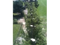 Spencer Tree Surgery, Kettering | Tree Surgeons - Yell