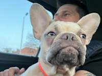 Pawsome Tails, Shefford | Dog Walking - Yell