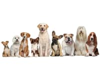 Mutts Cuts Mobile Dog & Cat Grooming, Exeter | Dog & Cat Grooming - Yell