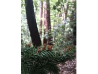 Ben Carter - Tree Surgeon/Arborist | Tree Surgeons - Yell