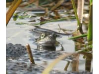 Sensible Ecological Survey Solutions, Warrington | Environmental ...