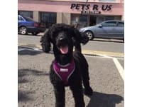 Pets R Us, Limavady | Pet Shops - Yell