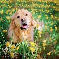 Tay Valley Veterinary & Equine Centre, Perth | Vets - Yell