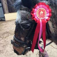 Goonbell Riding Centre, St. Agnes | Riding Schools - Yell