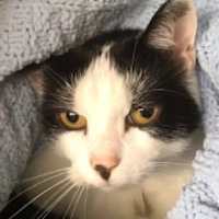 Kitz Katz, Kettering | Catteries - Yell