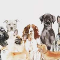 The Pooch Parlour, Nottingham | Pet Services - Yell