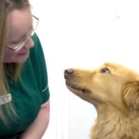Castle Vets Pet Healthcare Centre, Reading | Vets - Yell