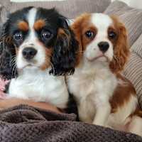 Bert and Ernie's Bar, Keswick | Bars & Wine Bars - Yell