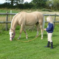Pevlings Farm Riding & Livery Stables, Templecombe | Riding Schools - Yell