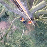 Wilby Tree Surgeons Ltd, Northampton | Tree Surgeons - Yell