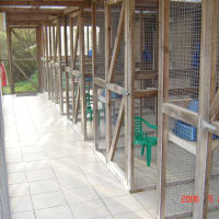 Milestone Cattery | Catteries - Yell