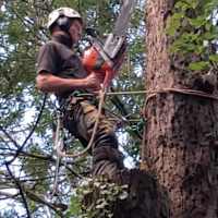 Glenn Brewer Tree Services, St. Austell | Tree Surgeons - Yell