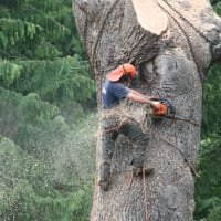 Luke Spencer Tree Surgery, Chard | Tree Surgeons - Yell