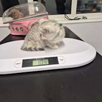 Bluebell Veterinary Surgery, Southampton | Vets - Yell