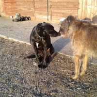 Hooves, Paws & More Wiltshire, Devizes | Boarding Kennels - Yell
