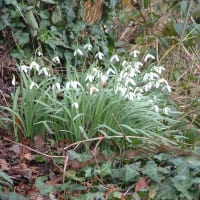 Brickfields Country Park - Boxalls Lane Aldershot, Aldershot | Tourist ...