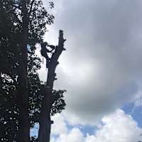 AMC Tree & Garden Service, Glasgow | Tree Surgeons - Yell