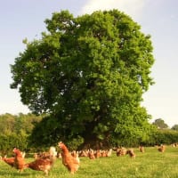 Abbotswood Farm Free Range Eggs, Gloucester | Egg Suppliers - Yell