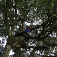Phoenix Trees & Fencing, Brecon | Tree Surgeons - Yell