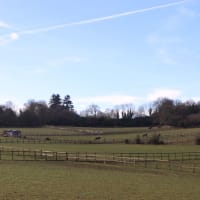 Square View Liveries, Epsom | Stables - Yell