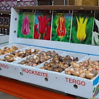 Gedney Bulb Co.Ltd, Spalding | Wholesale Horticultural Nurseries - Yell