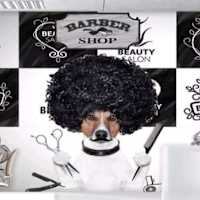 V.I.Pet Grooming Studio, Boston | Dog & Cat Grooming - Yell