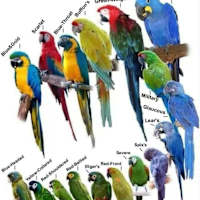 Feather Fields Haven Parrot Sanctuary, Frinton-On-Sea | Animal Welfare ...