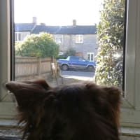 Gillian Haley ARCO, ARCM, T.Cert, Witney | Music Teachers - Yell