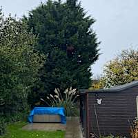 Mortimer Tree Surgery, Halstead | Tree Surgeons - Yell