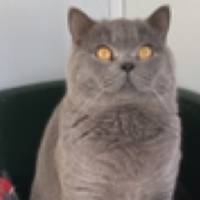 Acorn Boarding Cattery and Acornpaws Pedigree British Blues, Ormskirk ...