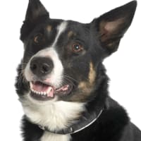 Moorview Vets, Ashington | Vets - Yell