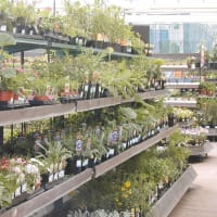 Windlebridge Garden Nursery, Guisborough | Garden Centres - Yell