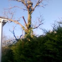 Meryl Gardens, Hartlepool | Tree Surgeons - Yell