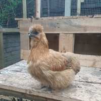 Hobby Chicken Garden, Dunstable | Poultry & Game Farmers & Suppliers - Yell