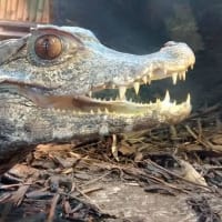 Jungle Pets, Ballymena | Pet Shops - Yell