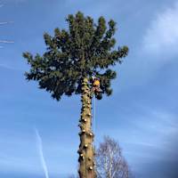 Wharfe Tree Serives, Otley | Tree Surgeons - Yell