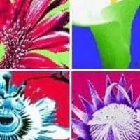 The Flower Company, Inverness | Florists - Yell