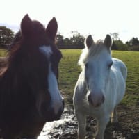 Aberdeen Riding Club, Milltimber | Riding Schools - Yell