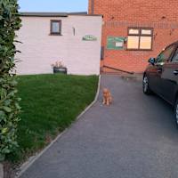 Woo's Willow Cattery, Loughborough | Catteries - Yell