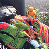 Birdman Parrot Rescue Centre, Blackpool | Animal Welfare Societies - Yell