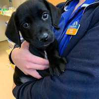 Natterjacks Vet, Poole | Vets - Yell