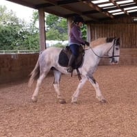 Swang Pony Centre, Bridgwater | Riding Schools - Yell