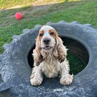 Highlands Dog Boarding Hotel, Maidstone, Maidstone | Dog Boarding - Yell