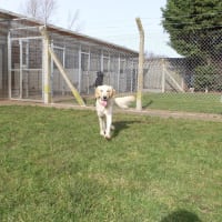 Woodview Farm Kennels, Beccles | Dog Boarding - Yell