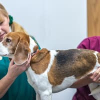 Castle Vets Pet Healthcare Centre, Reading | Vets - Yell