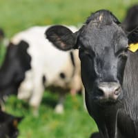 The George Veterinary Group, Malmesbury | Vets - Yell