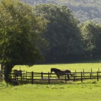 Green Farm Riding Stables, Swansea | Riding Schools - Yell