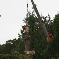 Luke Spencer Tree Surgery, Chard | Tree Surgeons - Yell